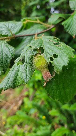 Native Plant Spotlight - Beaked Hazelnut (Corylus cornuta) | Flora for ...