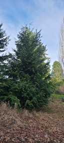 Native Plant Spotlight - Western Red Cedar (Thuja plicata) | Flora for ...