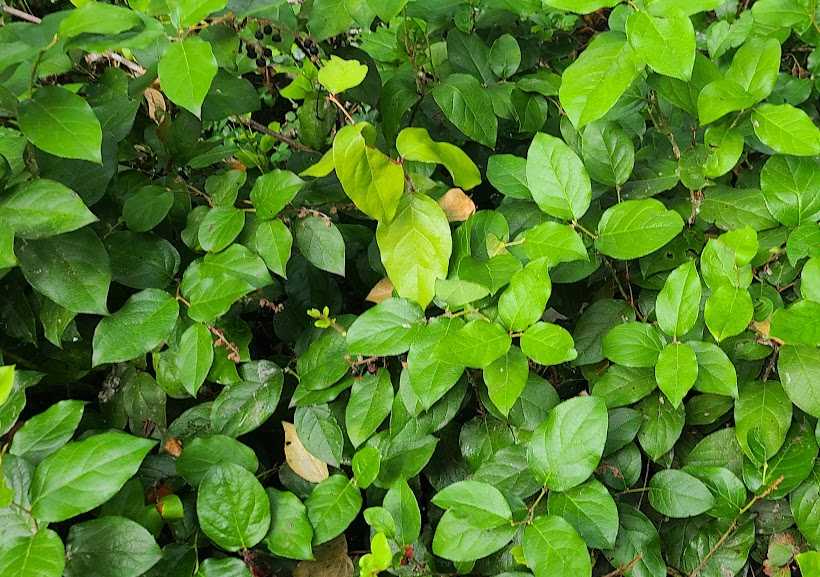 Native Plant Spotlight - Salal (Gaultheria shallon) | Flora for Fauna