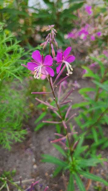 Native Plant Spotlight - Fireweed (Chamaenerion angustifolium) | Flora ...