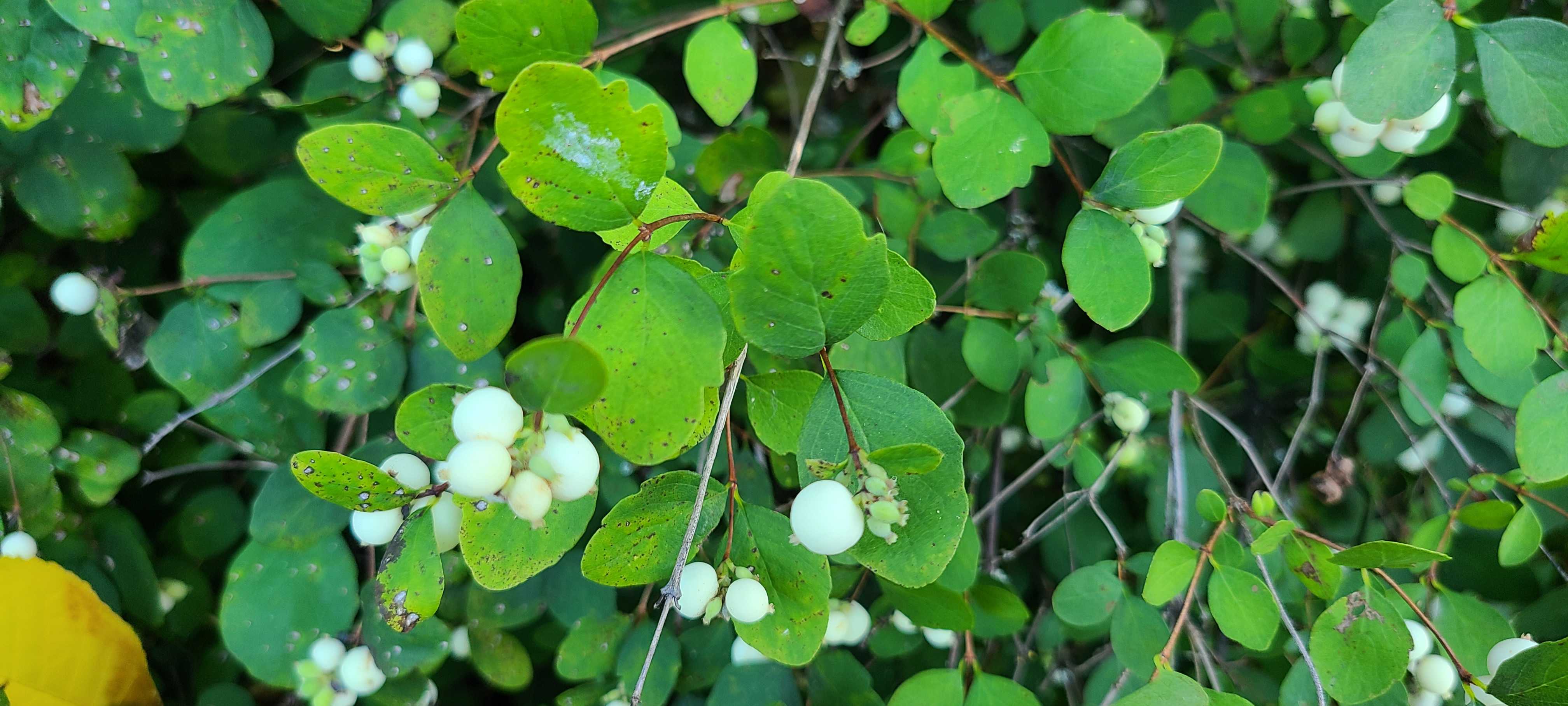 Native Plant Spotlight - Snowberry (Symphoricarpos albus) | Flora for Fauna