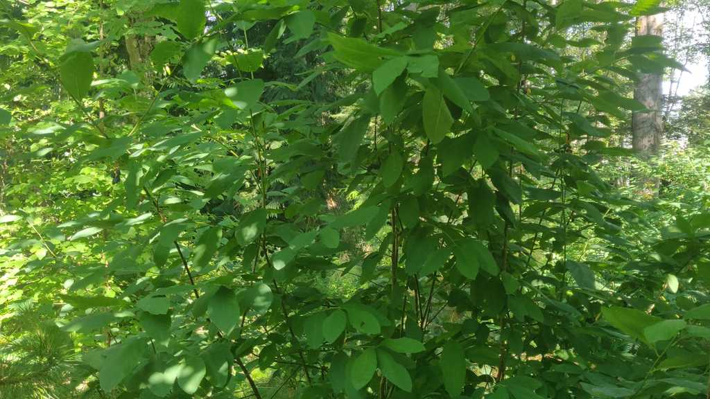 Native Plant Spotlight - Oso Berry | Flora for Fauna