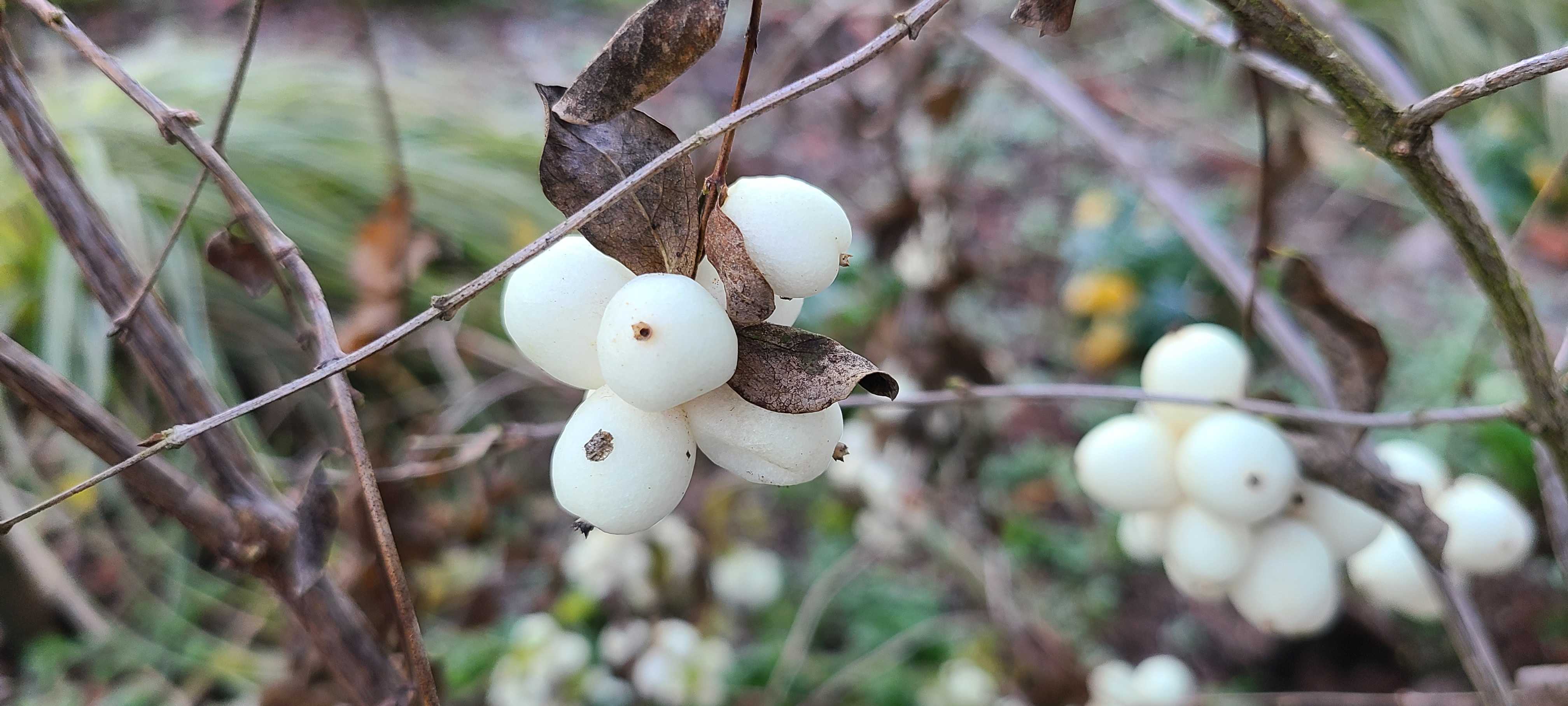 Native Plant Spotlight - Snowberry (Symphoricarpos albus) | Flora for Fauna