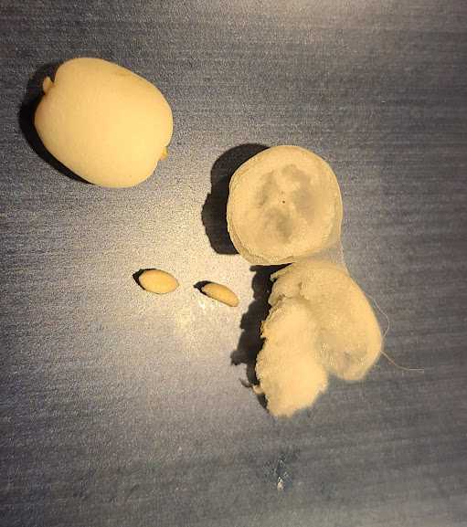 Harvesting and Storing Seeds - Snowberry (Symphoricarpos albus) | Flora ...