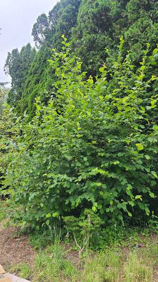 Native Plant Spotlight - Beaked Hazelnut (Corylus cornuta) | Flora for ...