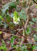 Native Plant Spotlight - Oso Berry | Flora for Fauna