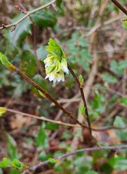 Native Plant Spotlight - Oso Berry | Flora for Fauna