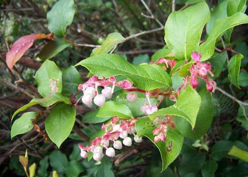 Native Plant Spotlight - Salal (Gaultheria shallon) | Flora for Fauna
