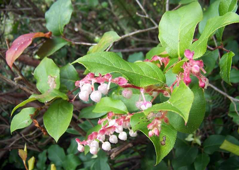 Native Plant Spotlight - Salal (Gaultheria shallon) | Flora for Fauna