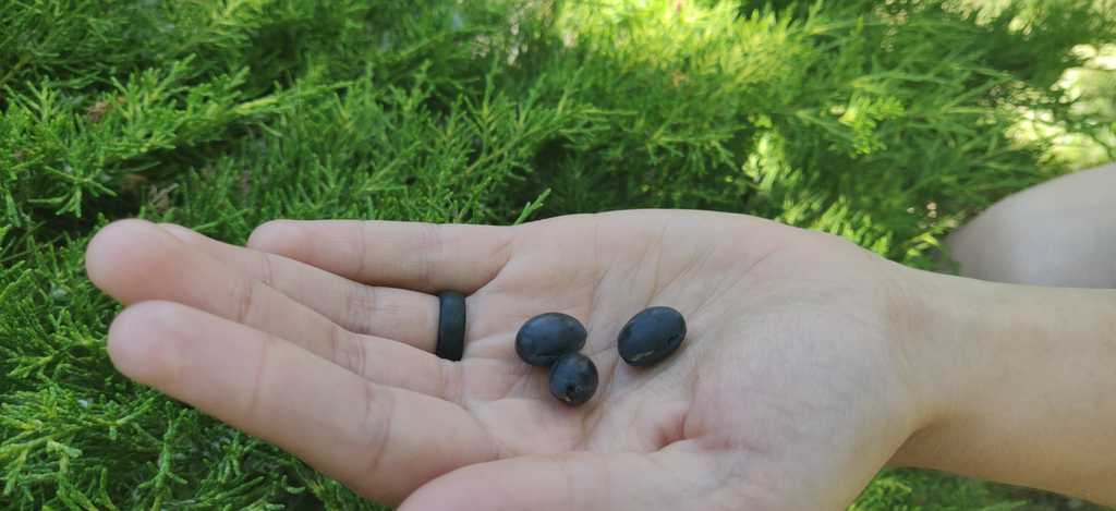 Harvesting and Storing Seeds - Oso Berry | Flora for Fauna