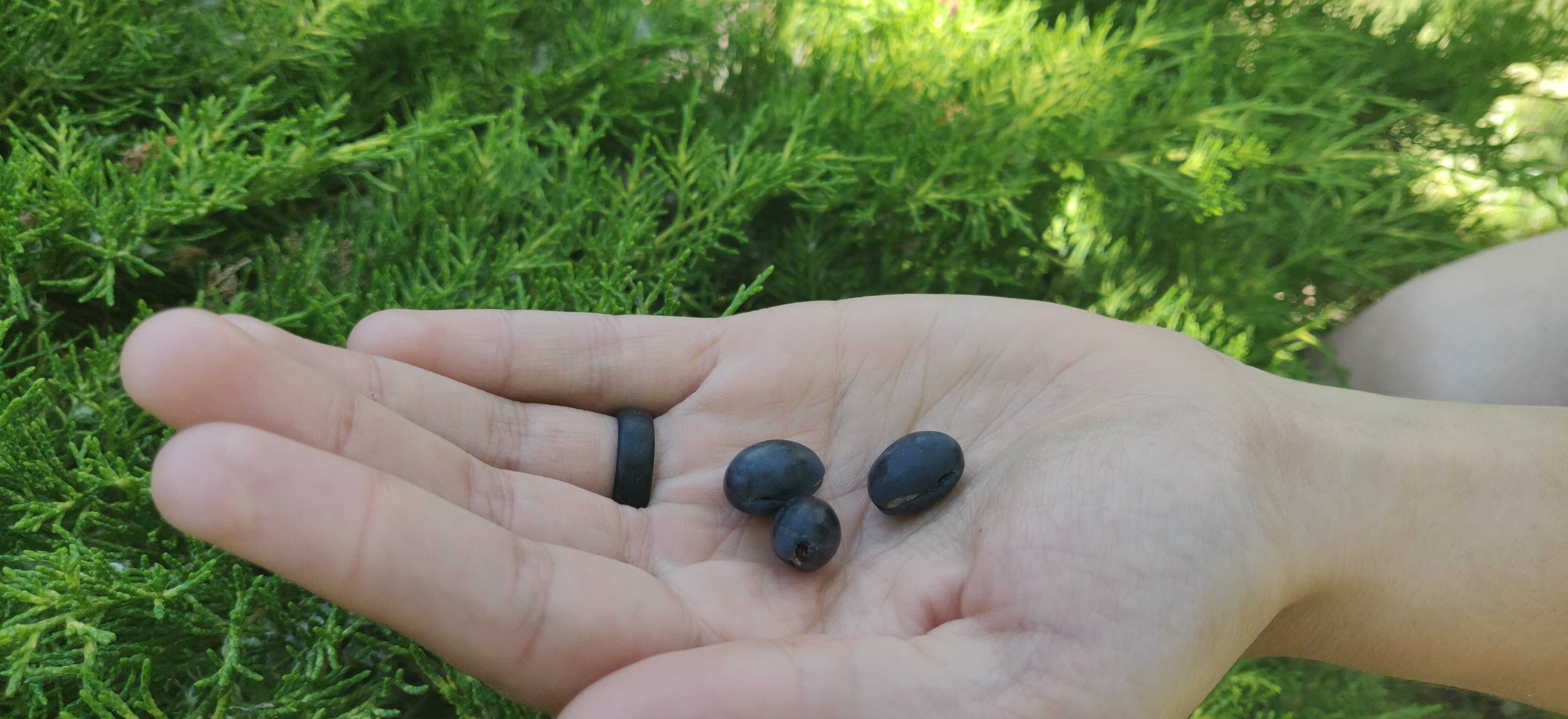 Harvesting and Storing Seeds - Oso Berry | Flora for Fauna