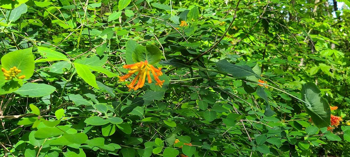 Native Plant Spotlight - Orange Honeysuckle (Lonicera ciliosa) | Flora ...