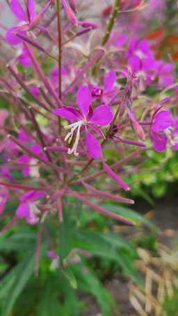 Native Plant Spotlight - Fireweed (Chamaenerion angustifolium) | Flora ...
