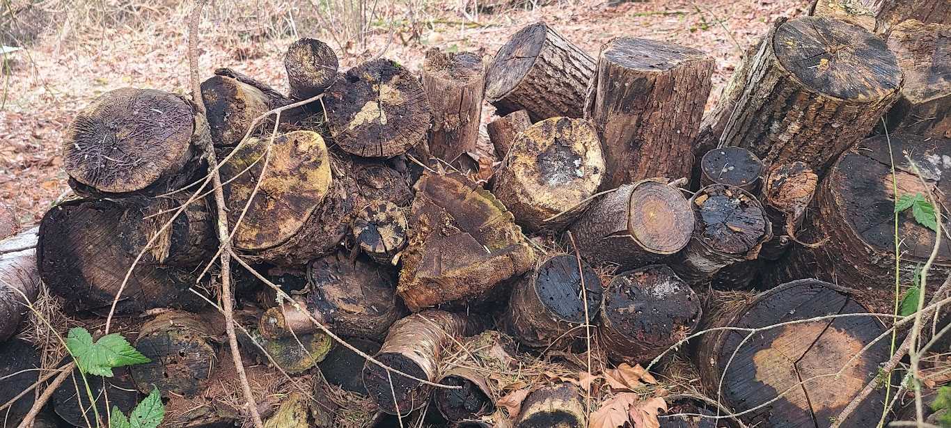 Habitat Project: Wildlife Log Pile | Flora for Fauna