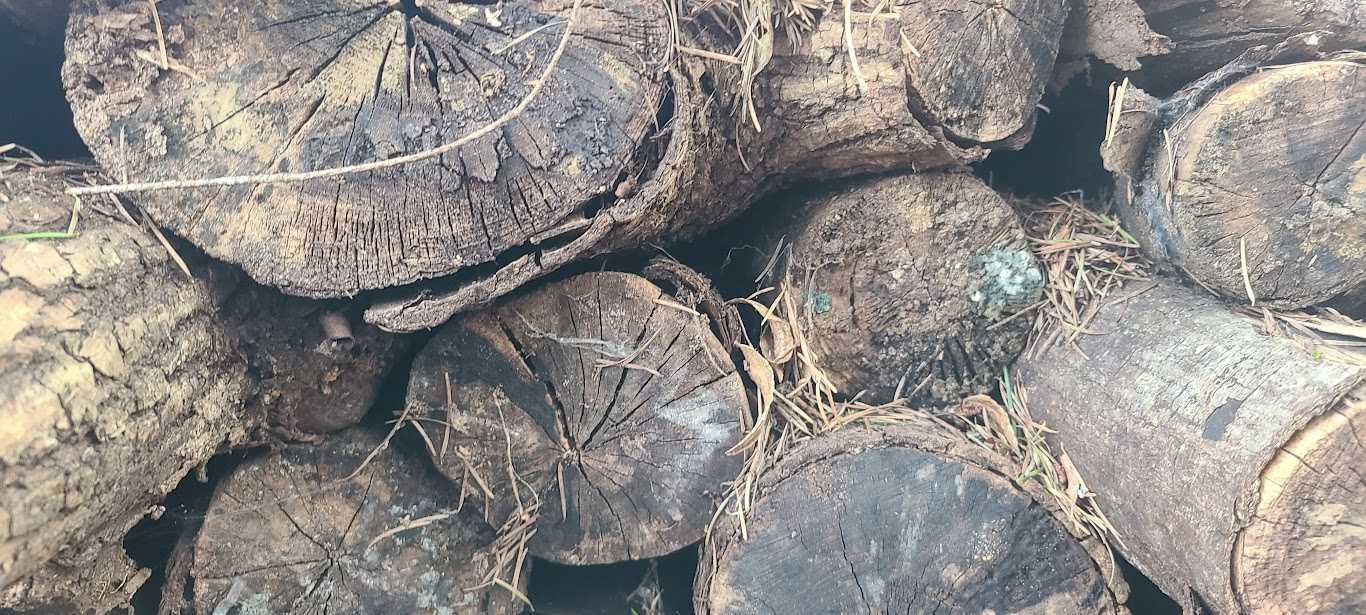 Habitat Project: Wildlife Log Pile | Flora for Fauna