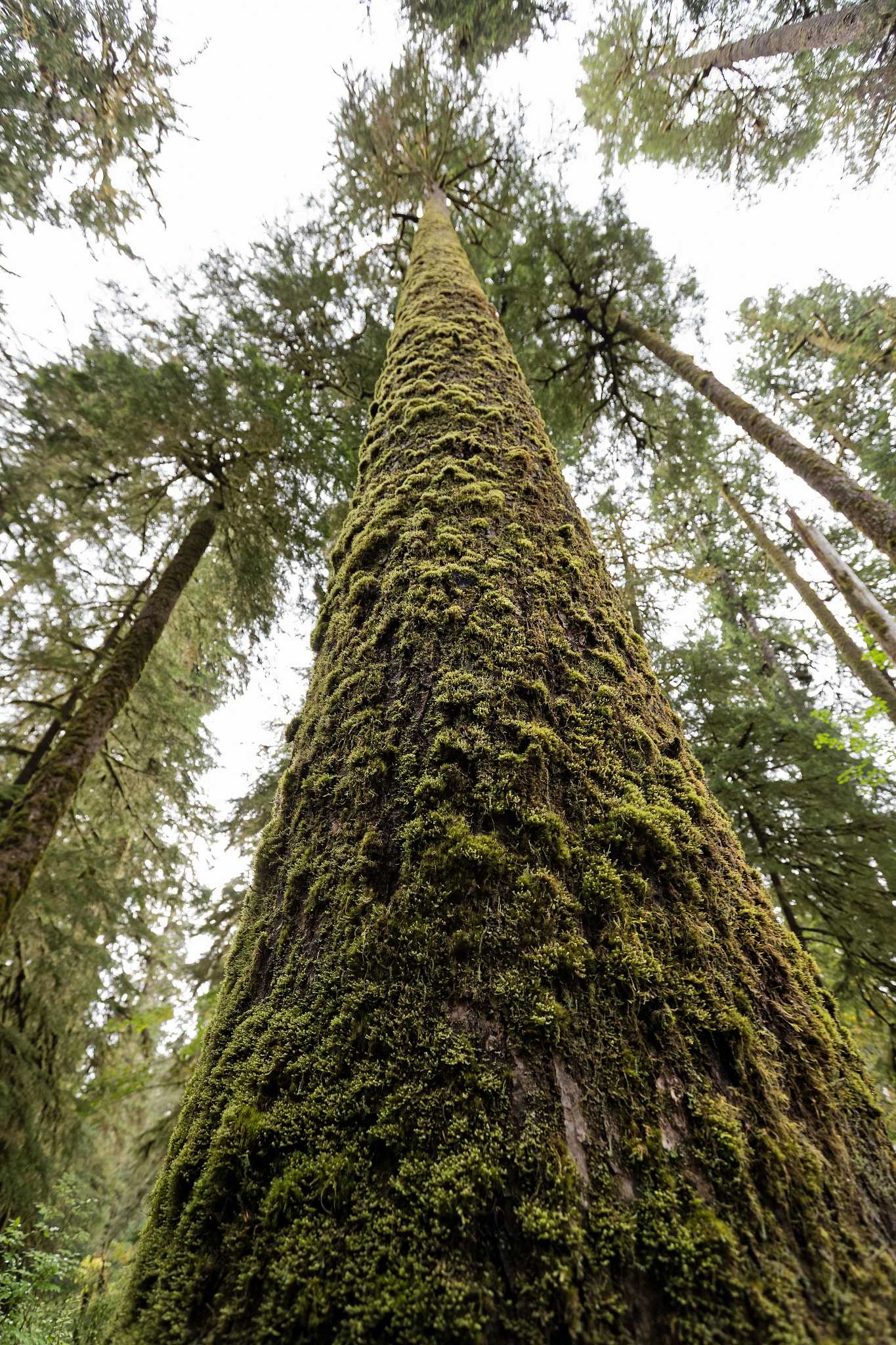 Native Plant Spotlight - Sitka Spruce (Picea sitchensis) | Flora for Fauna