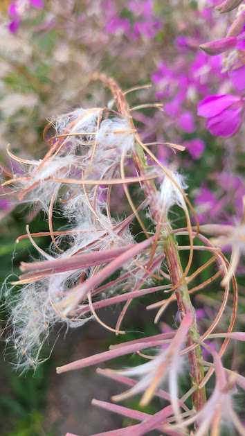 Harvesting and Storing Seeds - Fireweed (Chamaenerion angustifolium ...