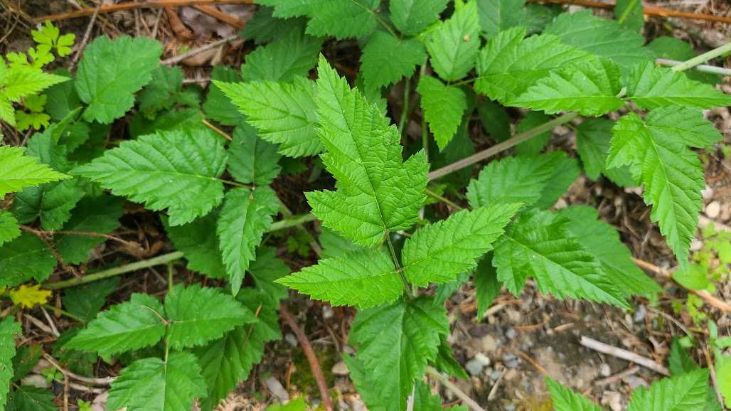 Native Plant Spotlight - Trailing blackberry (Rubus ursinus) | Flora ...