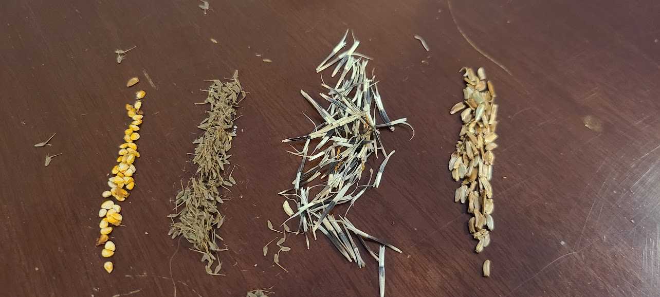 Quick and Dirty Guide to Seed Stratification | Flora for Fauna