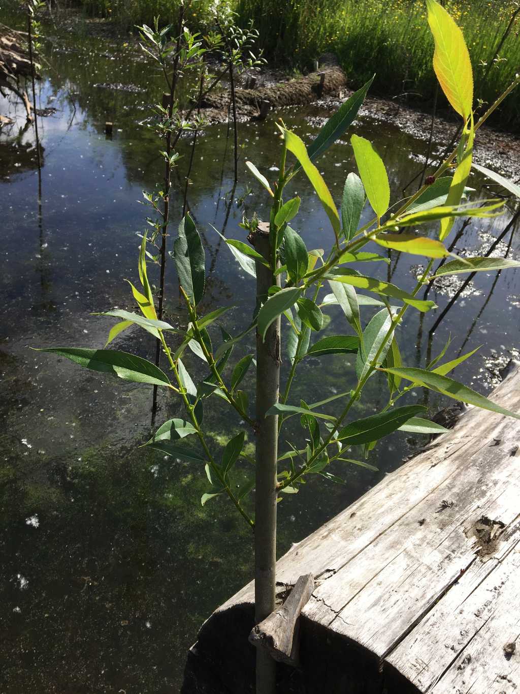 Native Plant Spotlight - Pacific Willow (Salix lucida) | Flora for Fauna