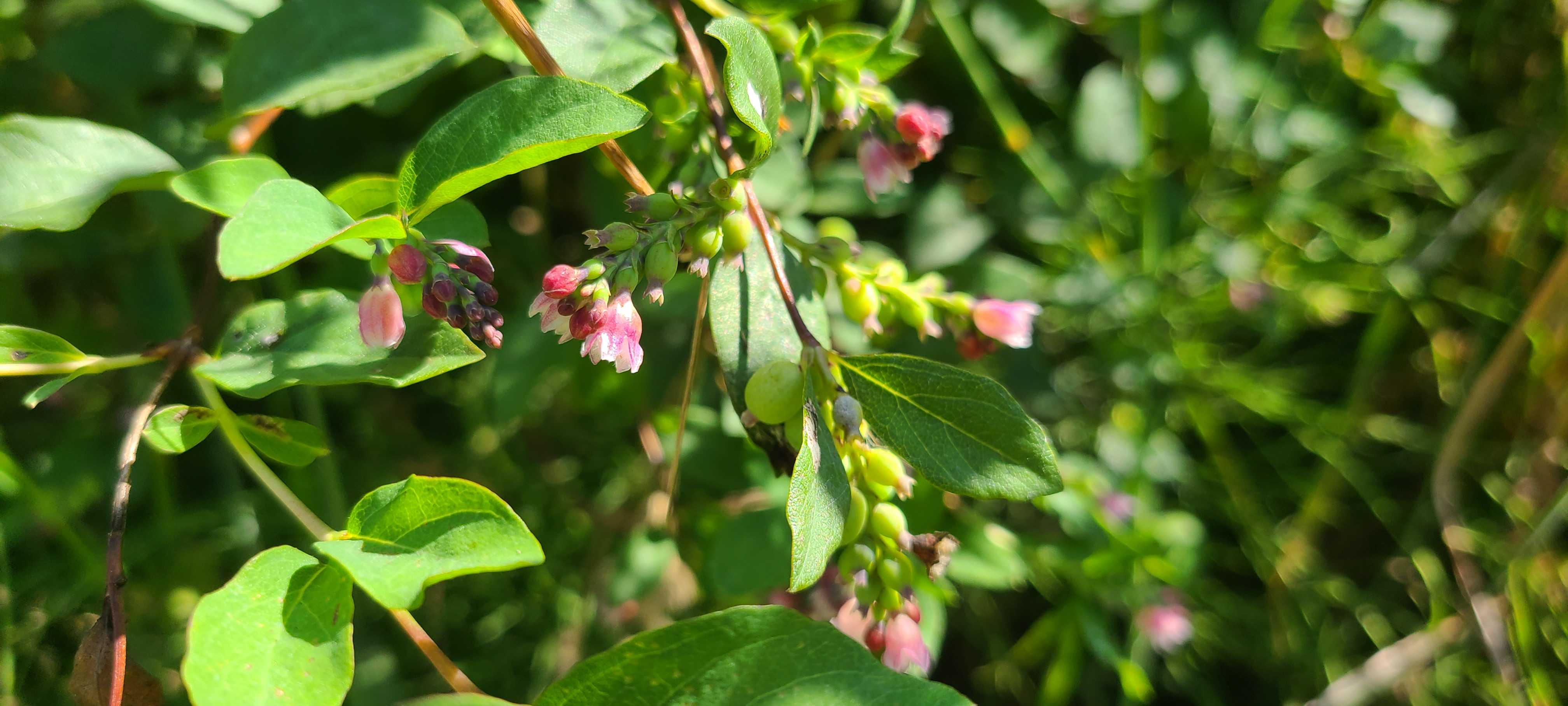 Native Plant Spotlight - Snowberry (Symphoricarpos albus) | Flora for Fauna