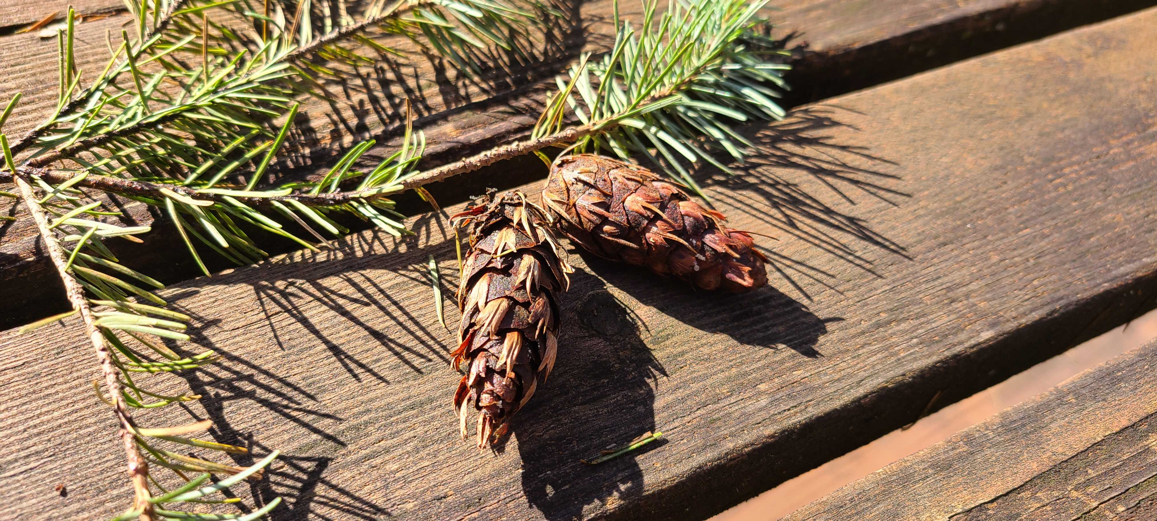 Native Plant Spotlight - Douglas Fir (Pseudotsuga menziesii) | Flora ...