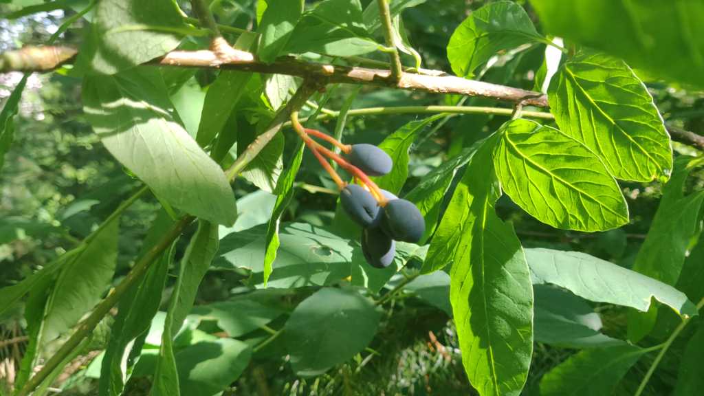 Native Plant Spotlight - Oso Berry | Flora for Fauna