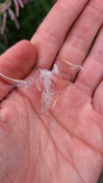 Harvesting and Storing Seeds - Fireweed (Chamaenerion angustifolium ...