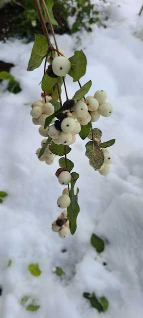 Harvesting and Storing Seeds - Snowberry (Symphoricarpos albus) | Flora ...