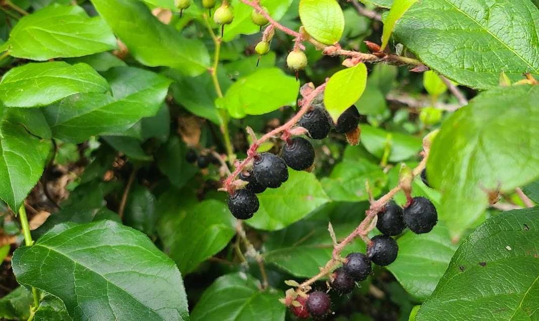 Native Plant Spotlight - Salal (Gaultheria shallon) | Flora for Fauna