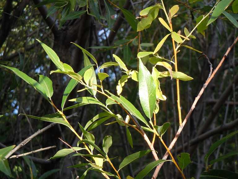 Native Plant Spotlight - Pacific Willow (Salix lucida) | Flora for Fauna
