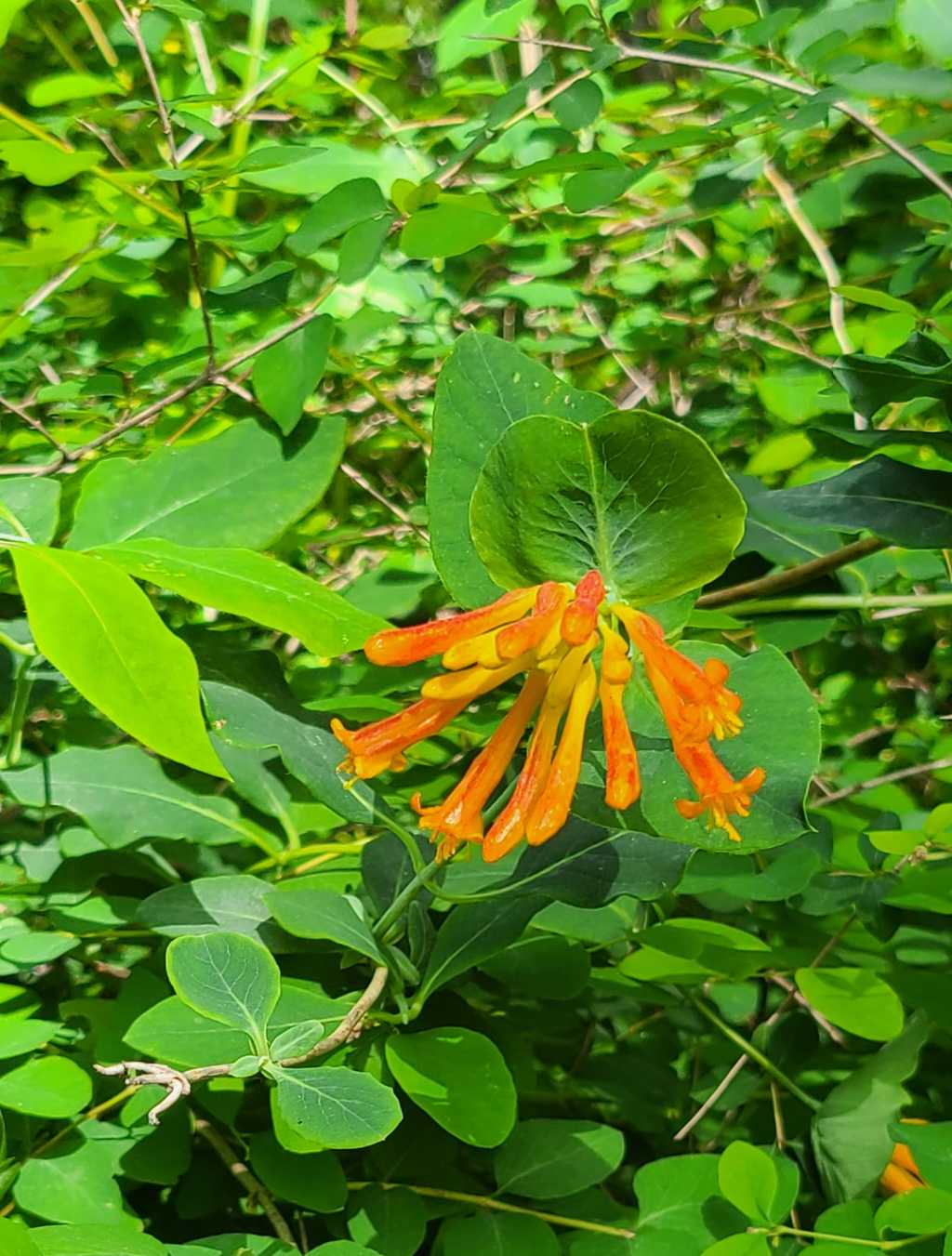 Native Plant Spotlight - Orange Honeysuckle (Lonicera ciliosa) | Flora ...