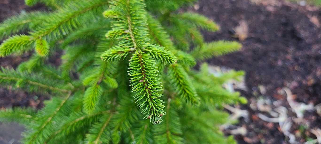 Native Plant Spotlight - Sitka Spruce (Picea sitchensis) | Flora for Fauna