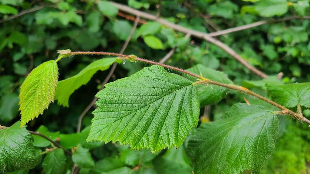 Native Plant Spotlight - Beaked Hazelnut (Corylus cornuta) | Flora for ...