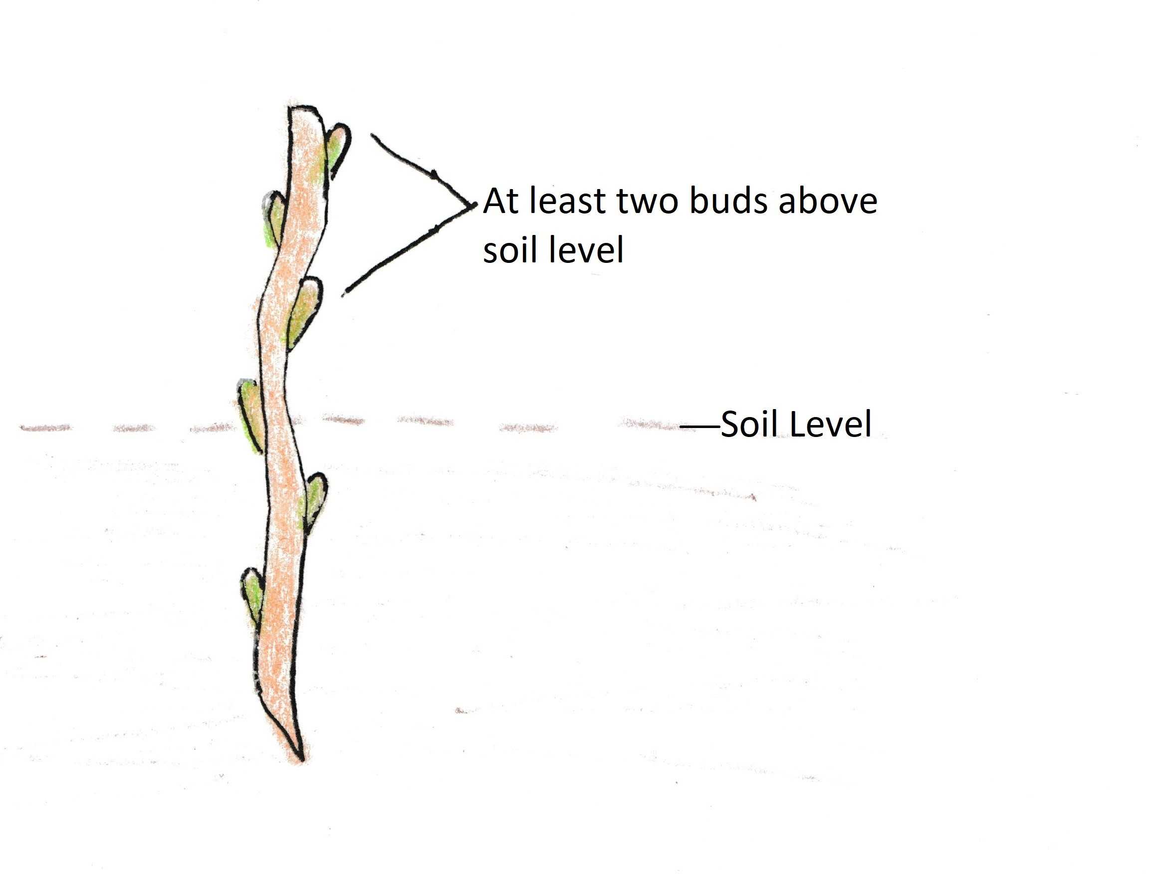 Fast and Cheap Restoration Technique - Live Stakes | Flora for Fauna